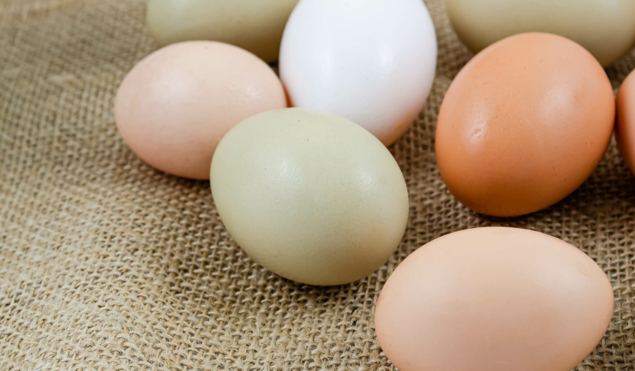A Guide to Different Colored Chicken Eggs - Backyard Poultry